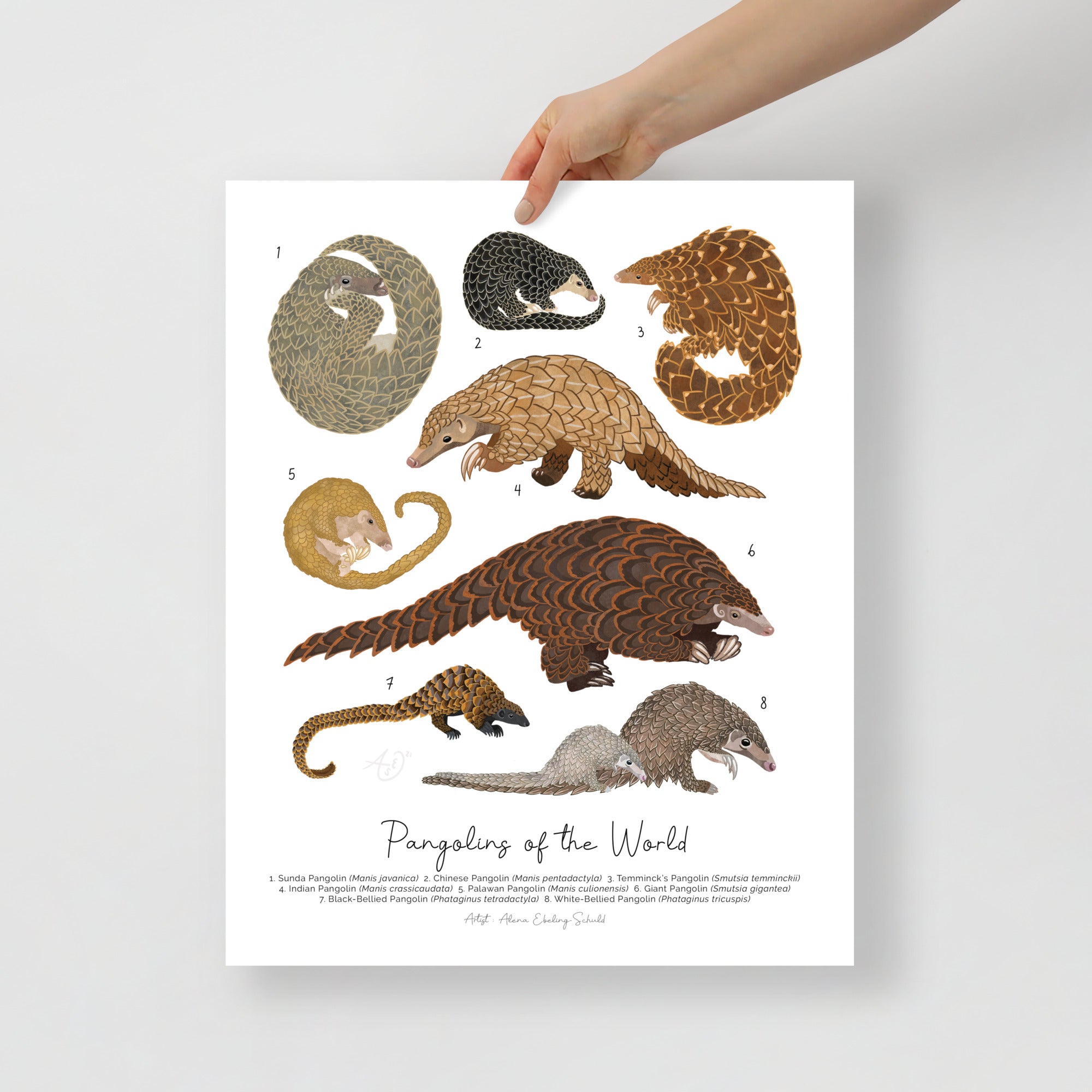 Pangolins of the World Art Print - ID Field Guide Poster (Multiple Siz ...